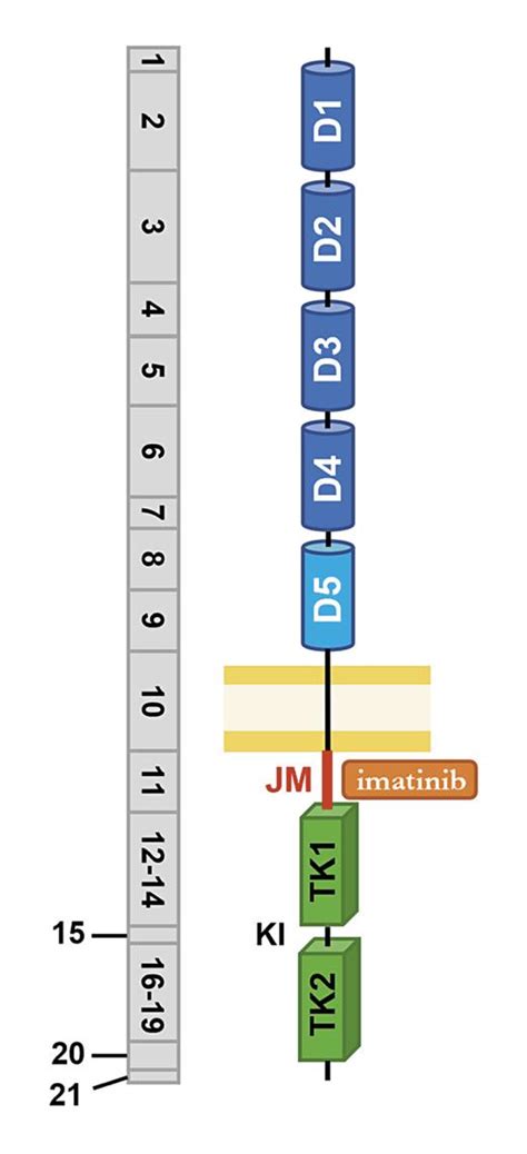 Kit Exon 9 Mutated Gastrointestinal Stromal Tumours Biology And