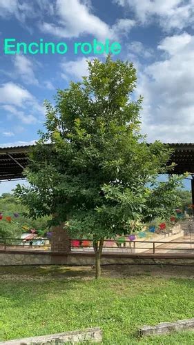 Arbol Encino Roble 4 Metros De Altura En Venta En San Nicolás De Los