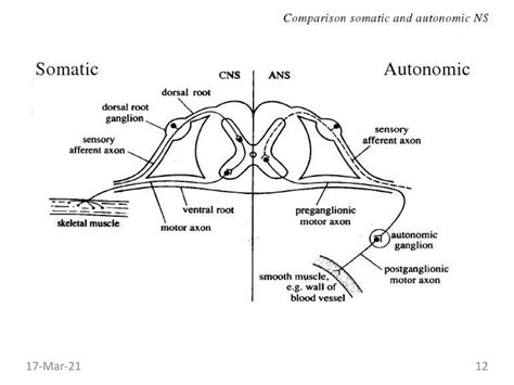 Autonomic Nervous System Pptx