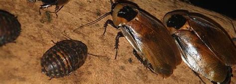 Discoid Cockroach Or False Dea Accurate Termite And Pest Control