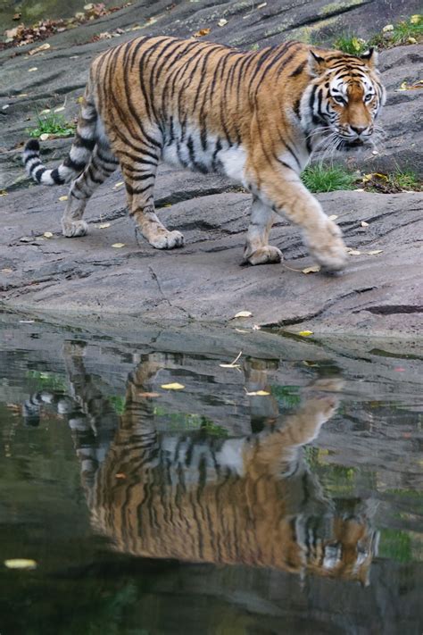 Free Images Zoo Predator Fauna Tiger Vertebrate Siberian