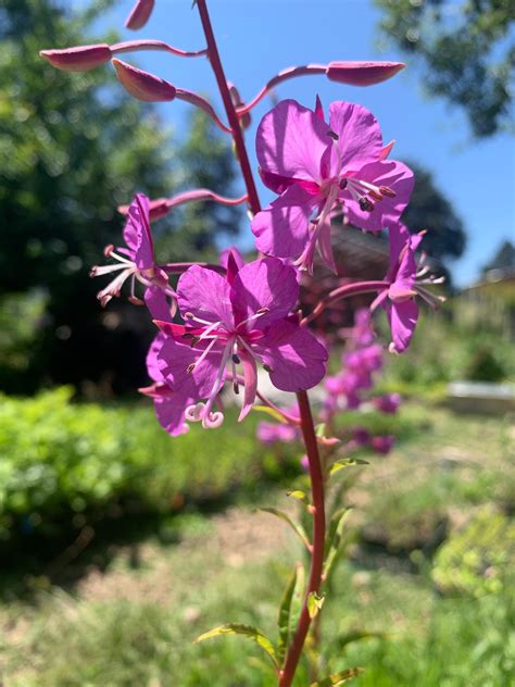 Fireweed Rhythm Seed Farm