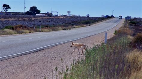 The World S Longest Golf Course The Nullarbor Links Finchy S Australia