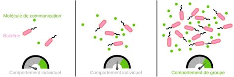 Quorum Sensing Sous Le Microscope