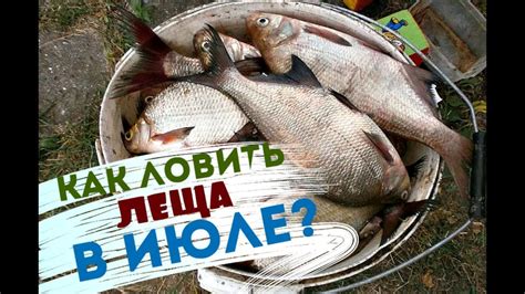 Лещ в июле! Как ловить? - YouTube