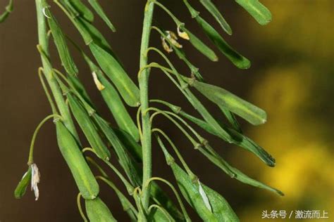 從小喝板藍根沖劑 現在才認識板藍根草 每日頭條