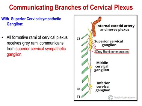 Cervical Plexuspptx