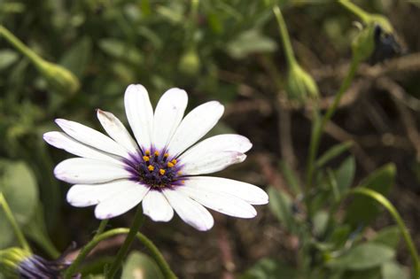 무료 이미지 자연 잔디 화이트 목초지 꽃잎 봄 녹색 야채 식물학 정원 플로라 야생화 닫다 이파리