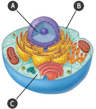 Endocrine System