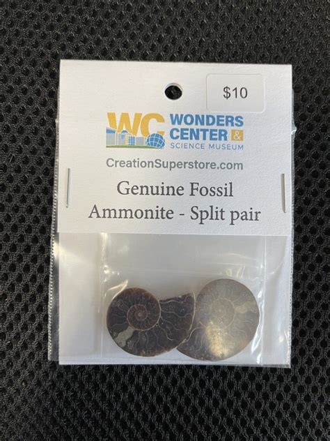 Genuine Fossil Ammonite Split Pair