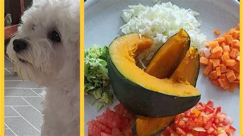단호박 카레 만들었더니 ㅣ 강아지 간식 ㅣ 강아지 일상 ㅣ 말티푸 Youtube