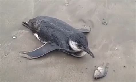 VÍDEO Pinguim é encontrado vivo na Praia Alegre confira e anote os