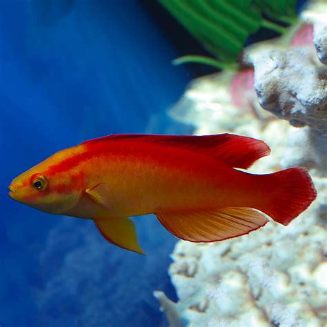 Flame Fairy Wrasse Male Fast Delivery Abyss Aquatics Uk