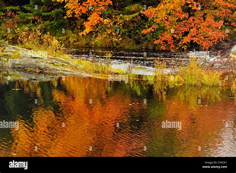 Autumn Reflections Near A Beaver Dam Algonquin Provincial Park