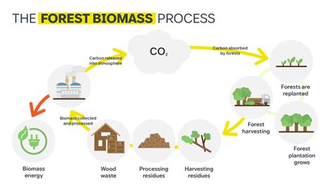 Five Facts You Need To Know About Biomass Energy Brunel