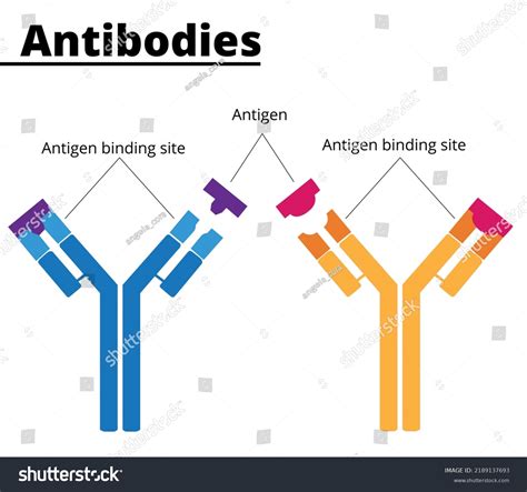Structure Immunoglobulins Antibodies Tha Antigen Binding Stock Vector