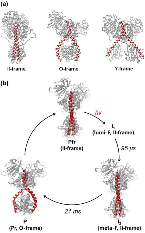 A Three Representative Conformations Ii Frame O Frame And Y Frame