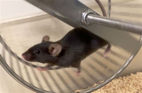 Gut Microbes Make Mice Exercise More Might They Do The Same In Humans Science Aaas