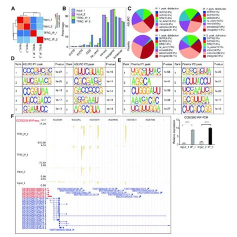 Tfrc Globally Regulates The As Pattern In Hrmcs A Bar Plot Showing