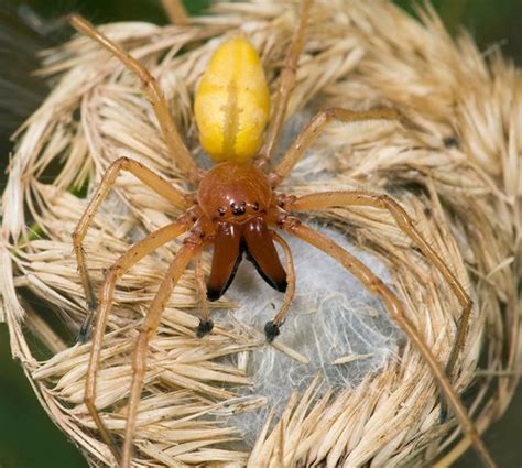 Sow Bug Killer Spider By Annaksunamoon On Deviantart