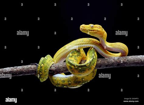 Juvenile Green Tree Python On A Branch Indonesia Stock Photo Alamy