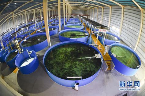 深海养殖进室内 经济 东南网