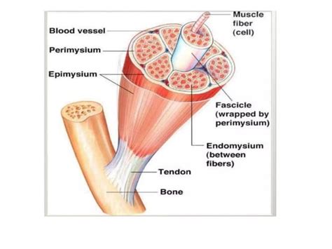 Histological Patternpptx Is Histology Patterns Ppt
