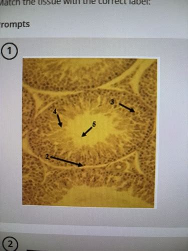 Bio 139 Lab Practical 1 Bctc Flashcards Quizlet