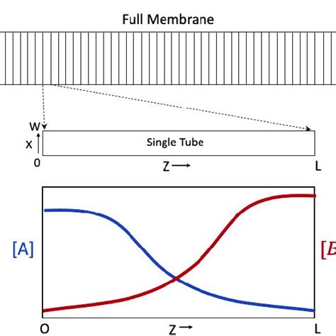 Figure A2 Schematic Of Amcc A Full System Ams Right Side