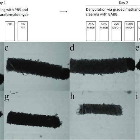 Optical Microscopy Images Acquired After Each Consecutive Process Step