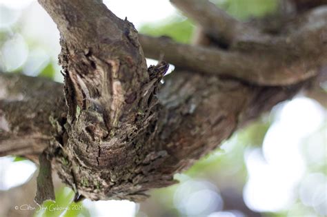 A Photo Of Weird Tree Trunk That Looks Like A Human Form CREATIVE CLIF