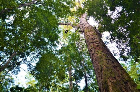 Após Encontro Da Maior árvore Da Amazônia Nova Expedição Vai Mapear