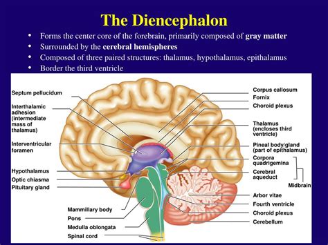 Diencephalon