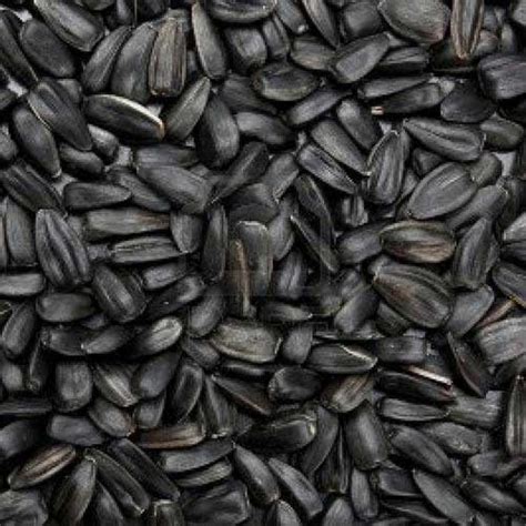 Black Sunflower Seeds At Rs 78kg In Bengaluru Id 2853492722288