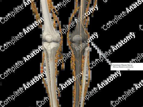 Common Fibular Nerve Complete Anatomy