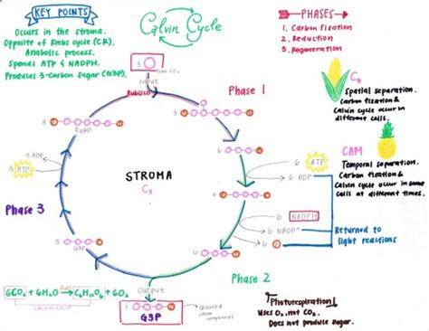 Calvin Cycle On Tumblr