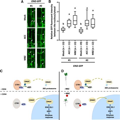 Identification Of Mebendazole As An Ethylene Signaling Activator