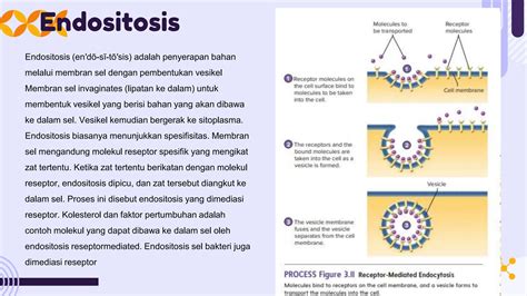 1 Cell Structures And Their Functionpptx