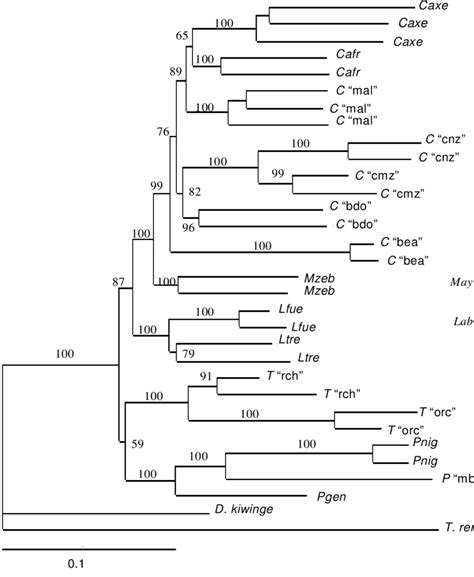 The Dendrogram Indicating The Phylogenetic Position Of The Genus