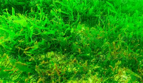 Green Algae On The Seabed Ulva Enteromorpha Cladophora 49909191 Stock