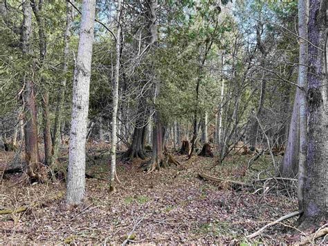 40 Acres Of Recreational Land For Sale In Lanse Michigan Landsearch