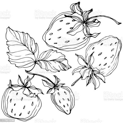 벡터 딸기 과일입니다 흑백 잉크 아트가 새겨져 있습니다 고립 된 딸기 일러스트 요소입니다 0명에 대한 스톡 벡터 아트 및 기타 이미지 Istock