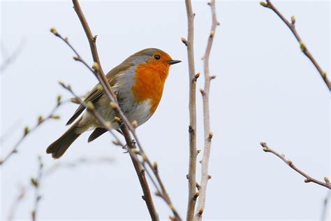 Bird Robin Redbreast Free Photo On Pixabay Pixabay