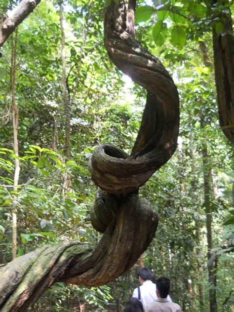 Bukit Timah Nature Reserve: Lianas