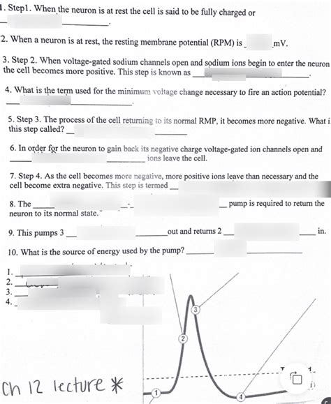 Events Of Action Potential Diagram Quizlet