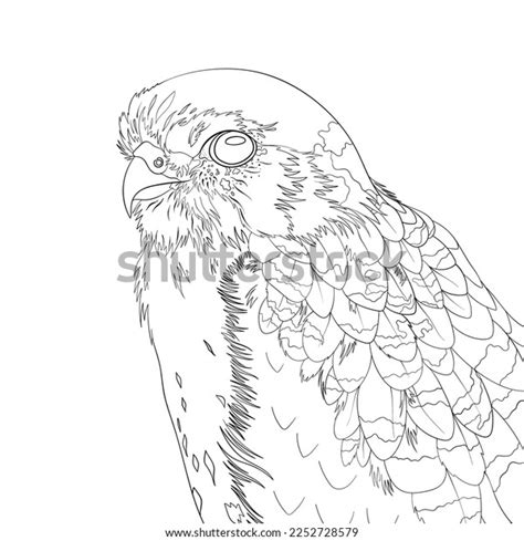 Kestrel Design Colouring Book Drawing Outline Stock Vector Royalty