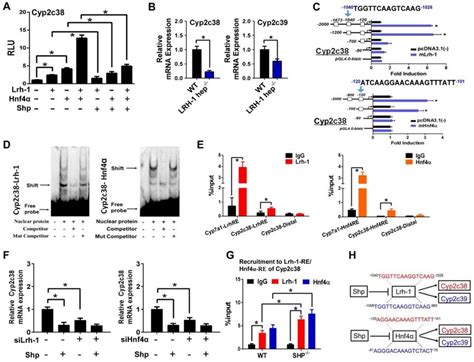 Shp Represses Cyp2c38 Through Repression Of Lrh 1 And Hnf4 A