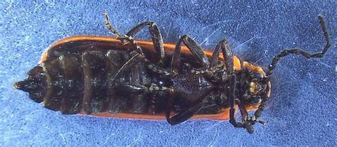 Elateroidea Net Winged Beetles Lycidae Erotinae Dictyoptera