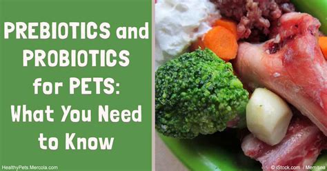 Prebiotics and Probiotics in Pet Foods