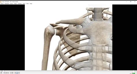 Ap Scapular Y